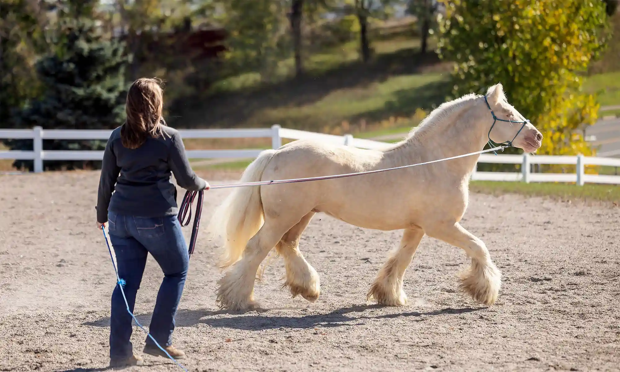 Informational Videos | Anoka Equine Veterinary Services